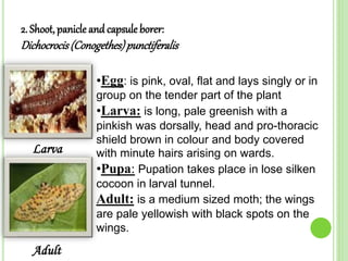 Cardamom | PPTX