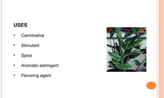 Cardamom | PPT