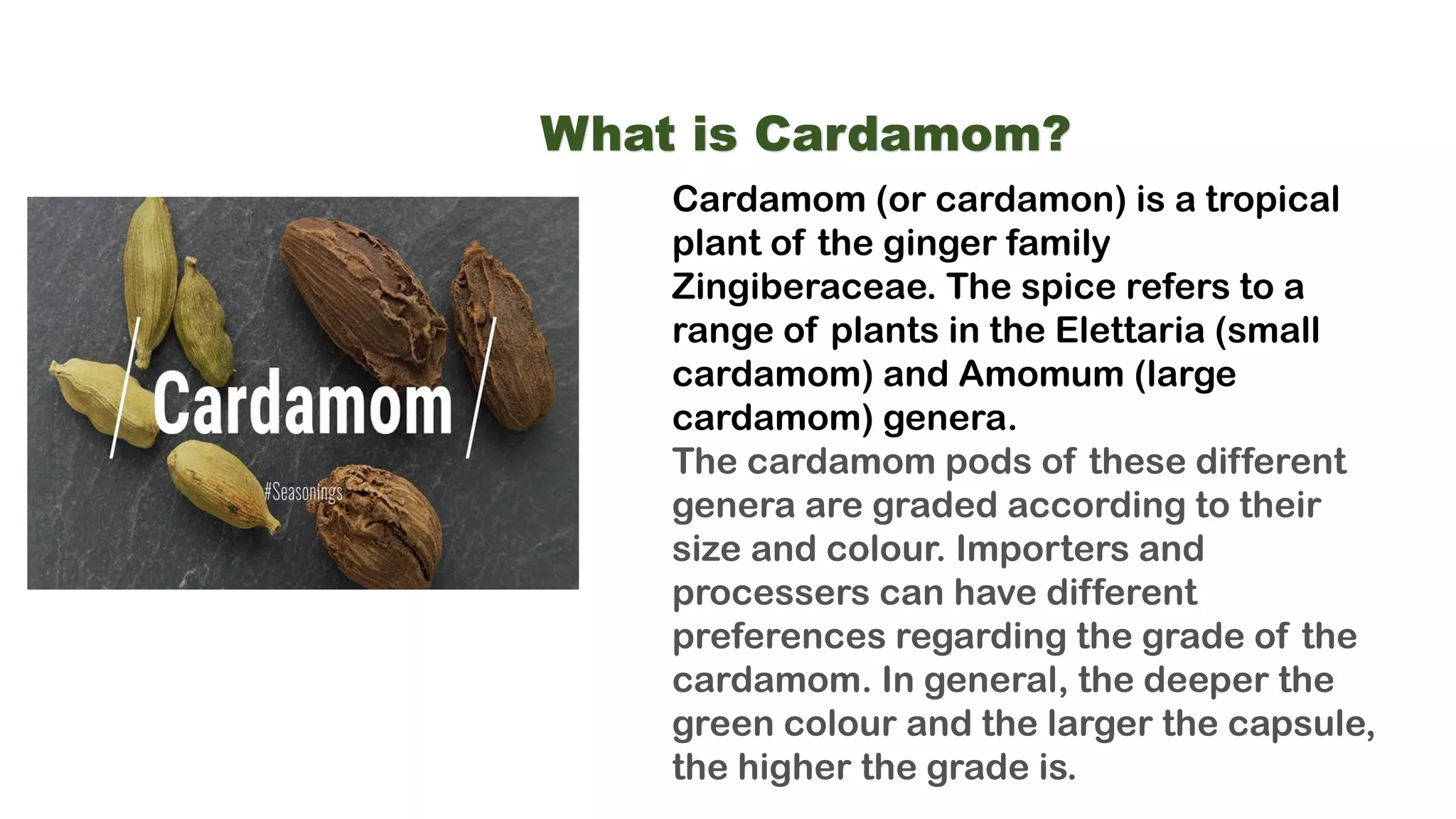 Cardamom | PDF