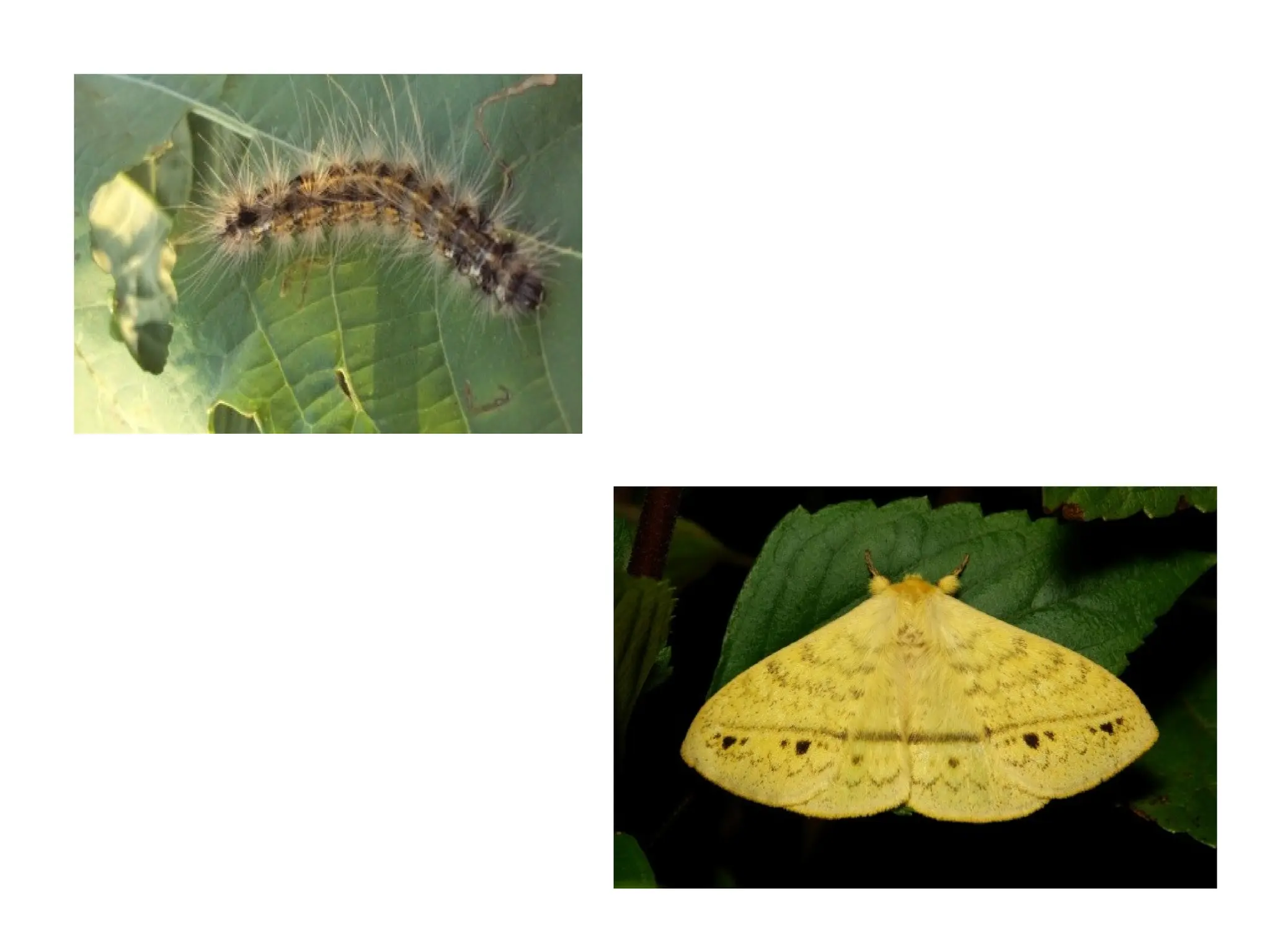 Cardamom pests powerpoint presentation.pptx