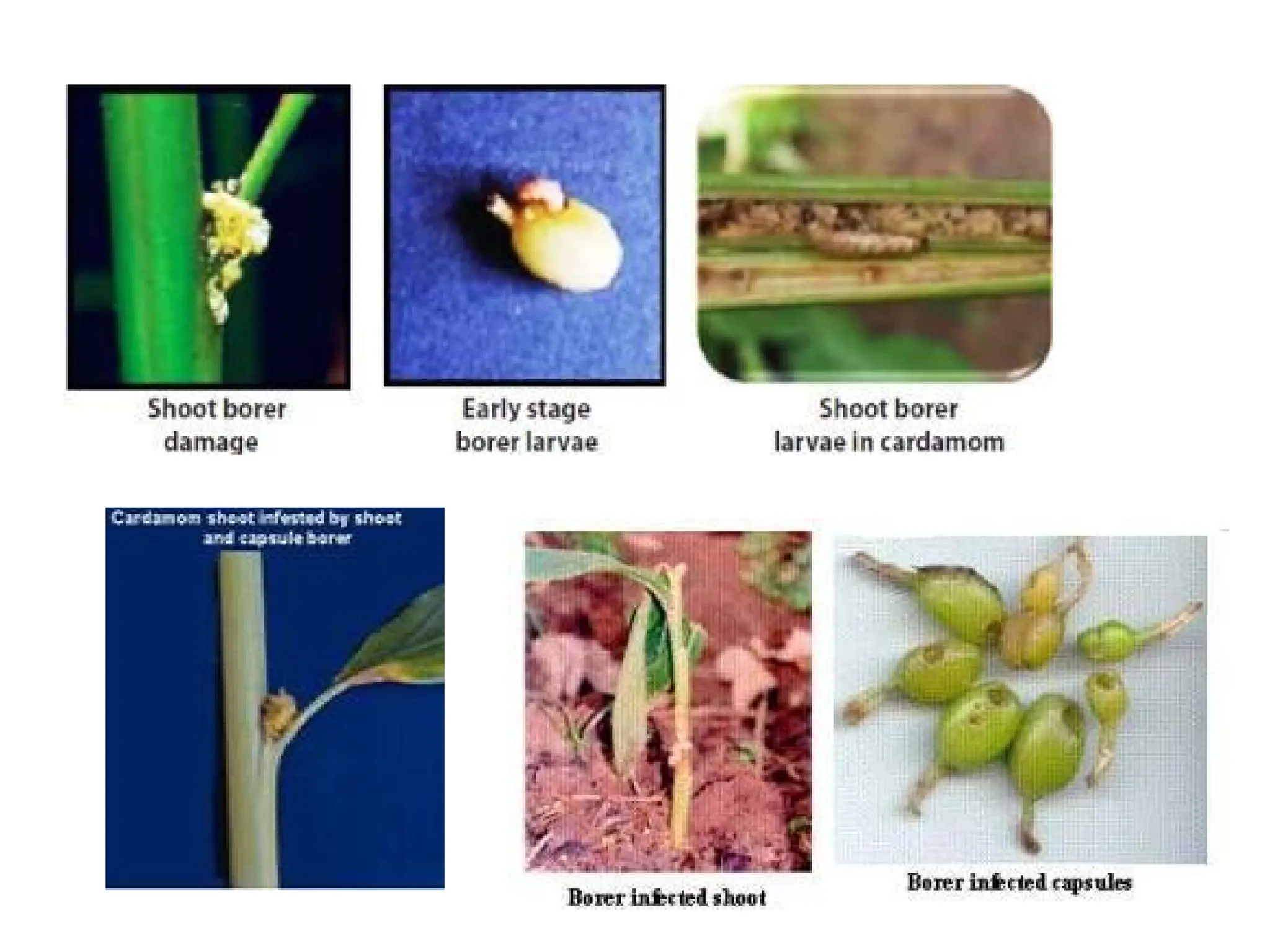 Cardamom pests powerpoint presentation.pptx