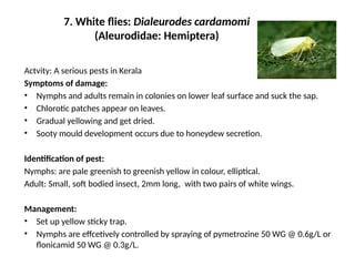 Cardamom pests powerpoint presentation.pptx