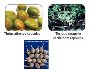 Cardamom pests powerpoint presentation.pptx
