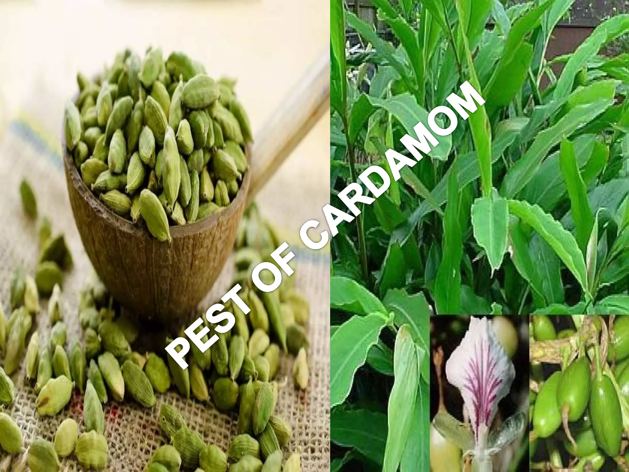 Cardamom arivin dbca | PPTX
