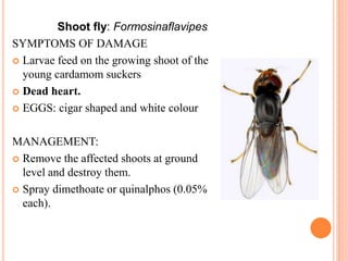 Cardamom arivin dbca | PPT