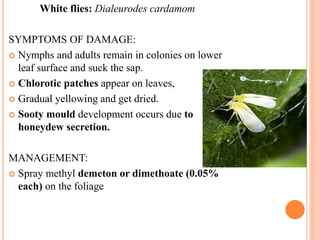 Cardamom arivin dbca | PPTX