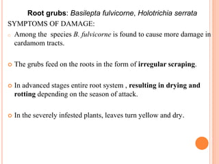 Cardamom arivin dbca | PPT