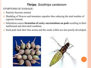 Cardamom arivin dbca | PPT