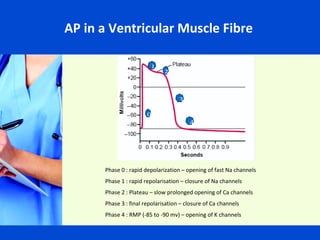 Cardiac cyclen | PPT | Heart and Cardiovascular Diseases | Diseases and ...