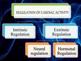 (heart beat) regulation of cardiac activity | PPTX