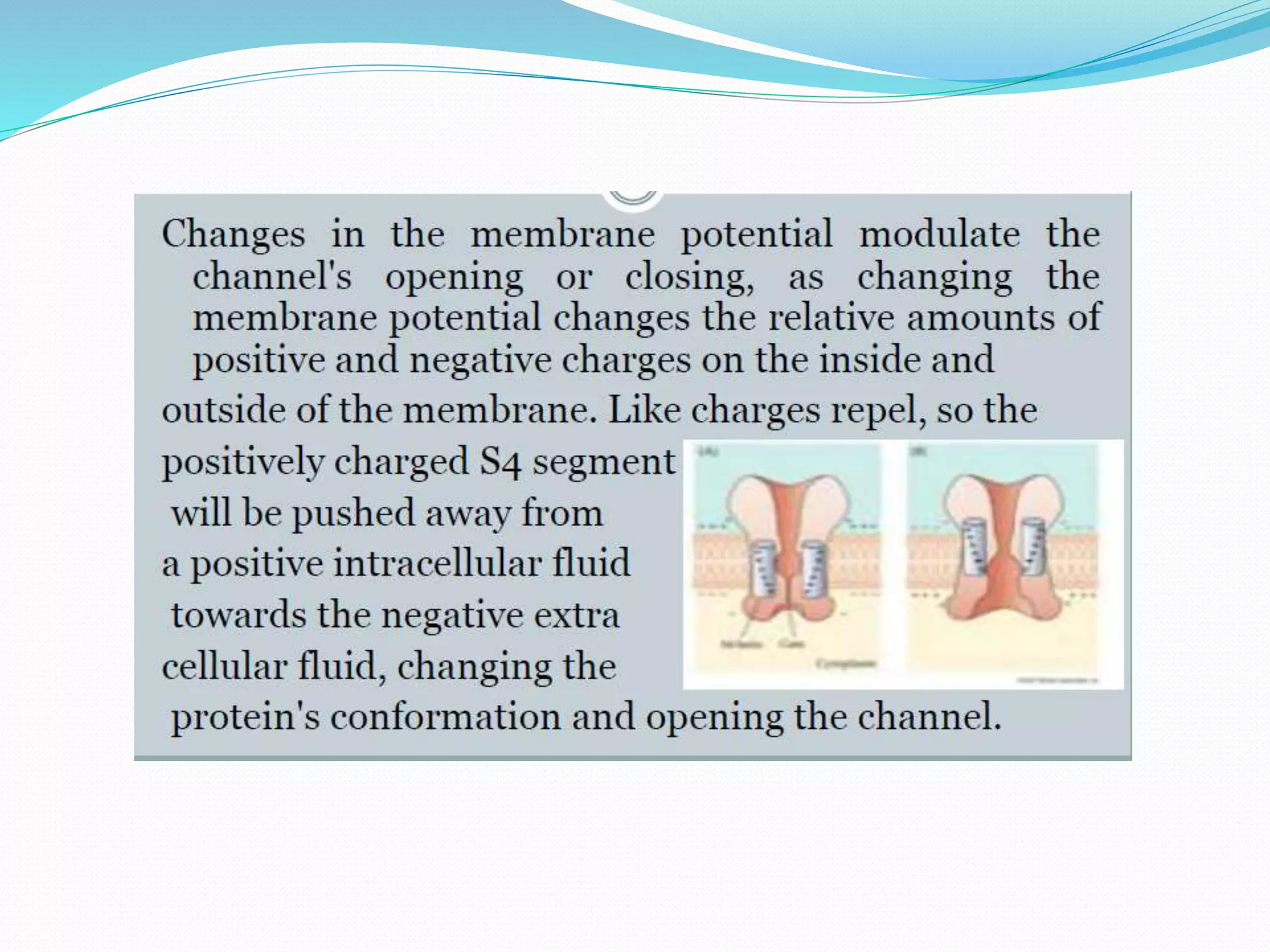Cardiac action potential | PPTX