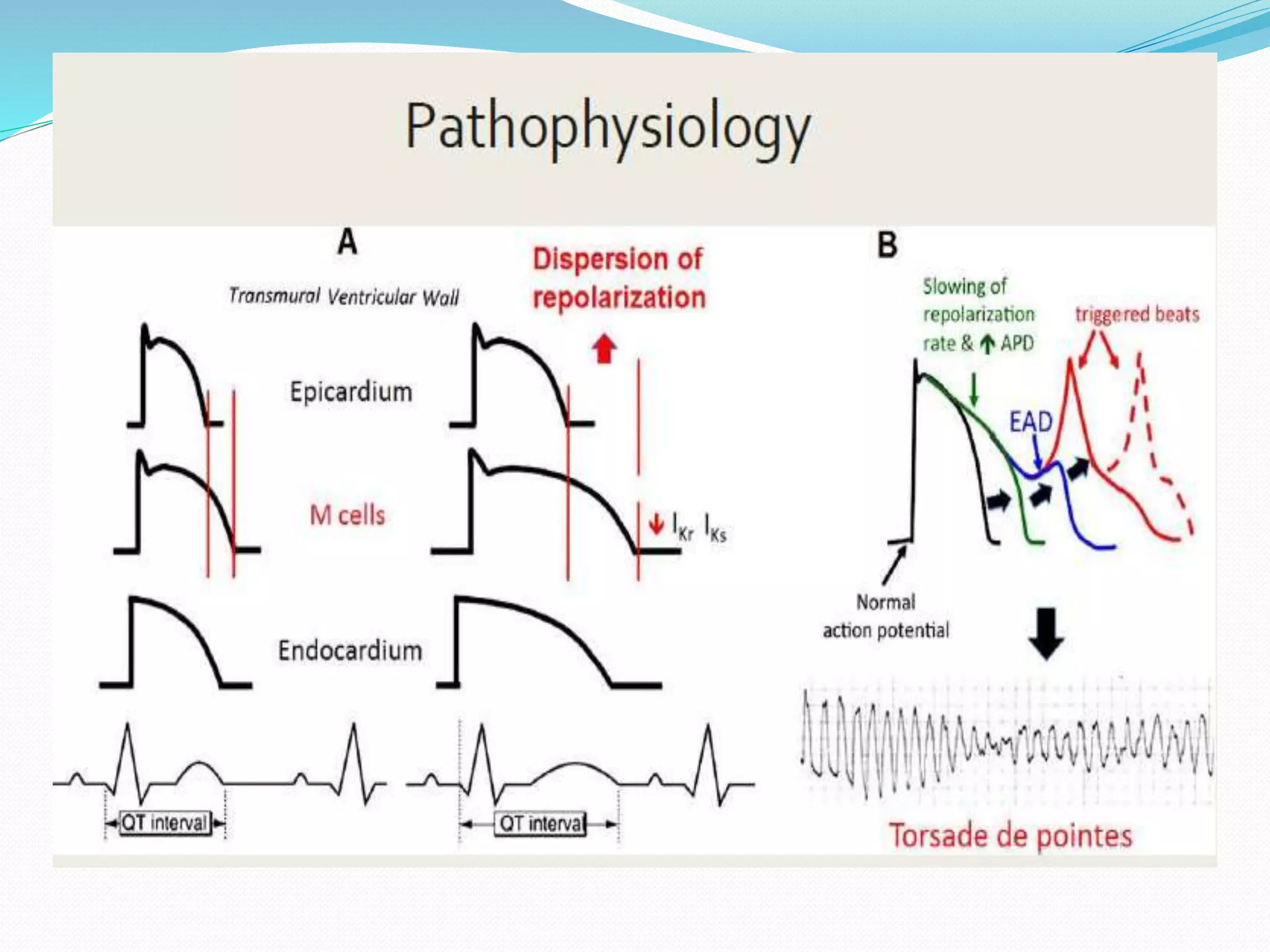 Cardiac action potential | PPTX