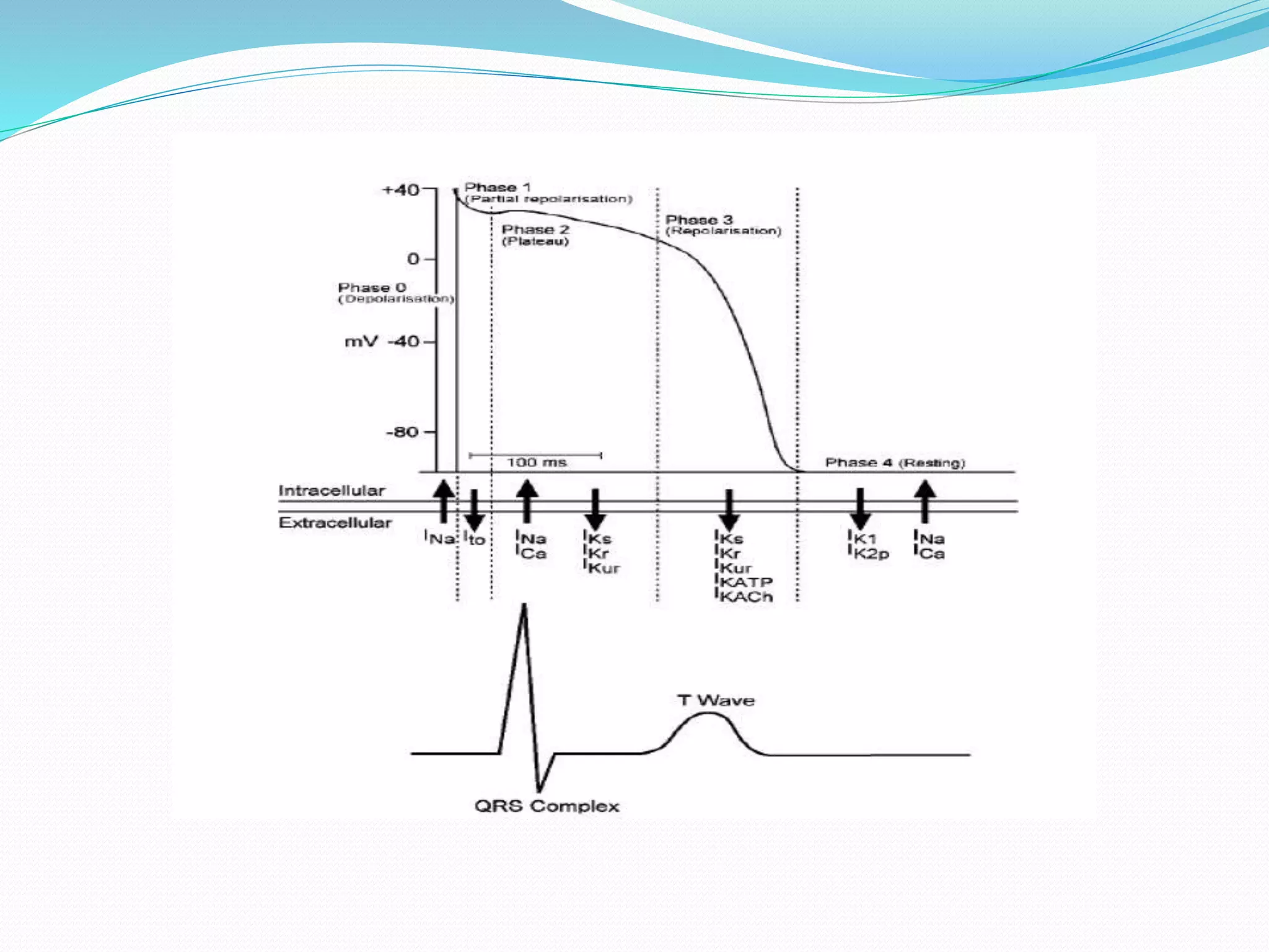 Cardiac action potential | PPTX