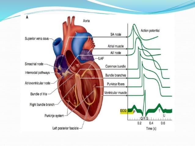 Cardiac action potential | PPTX