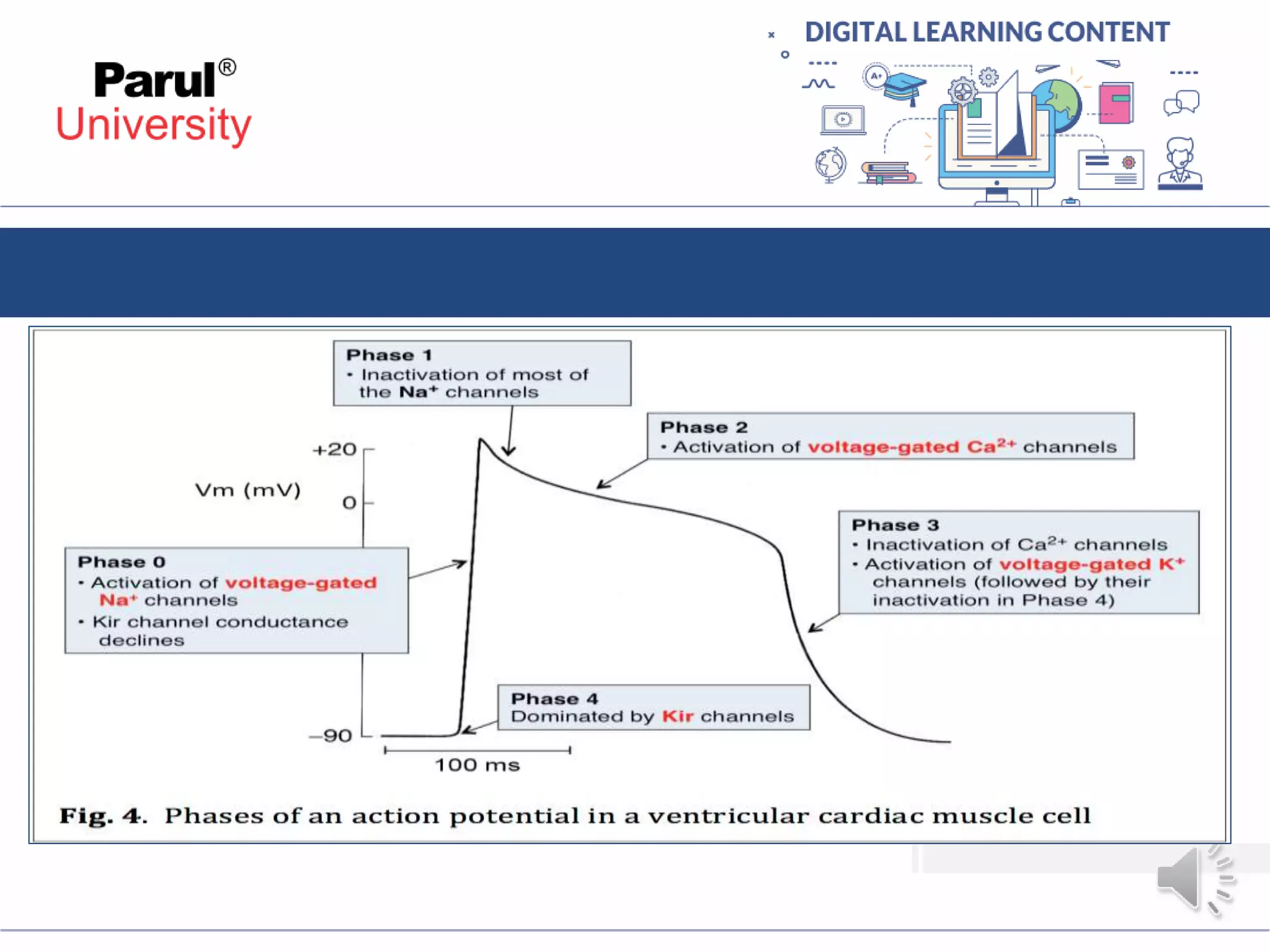 Cardiac action potential | PDF
