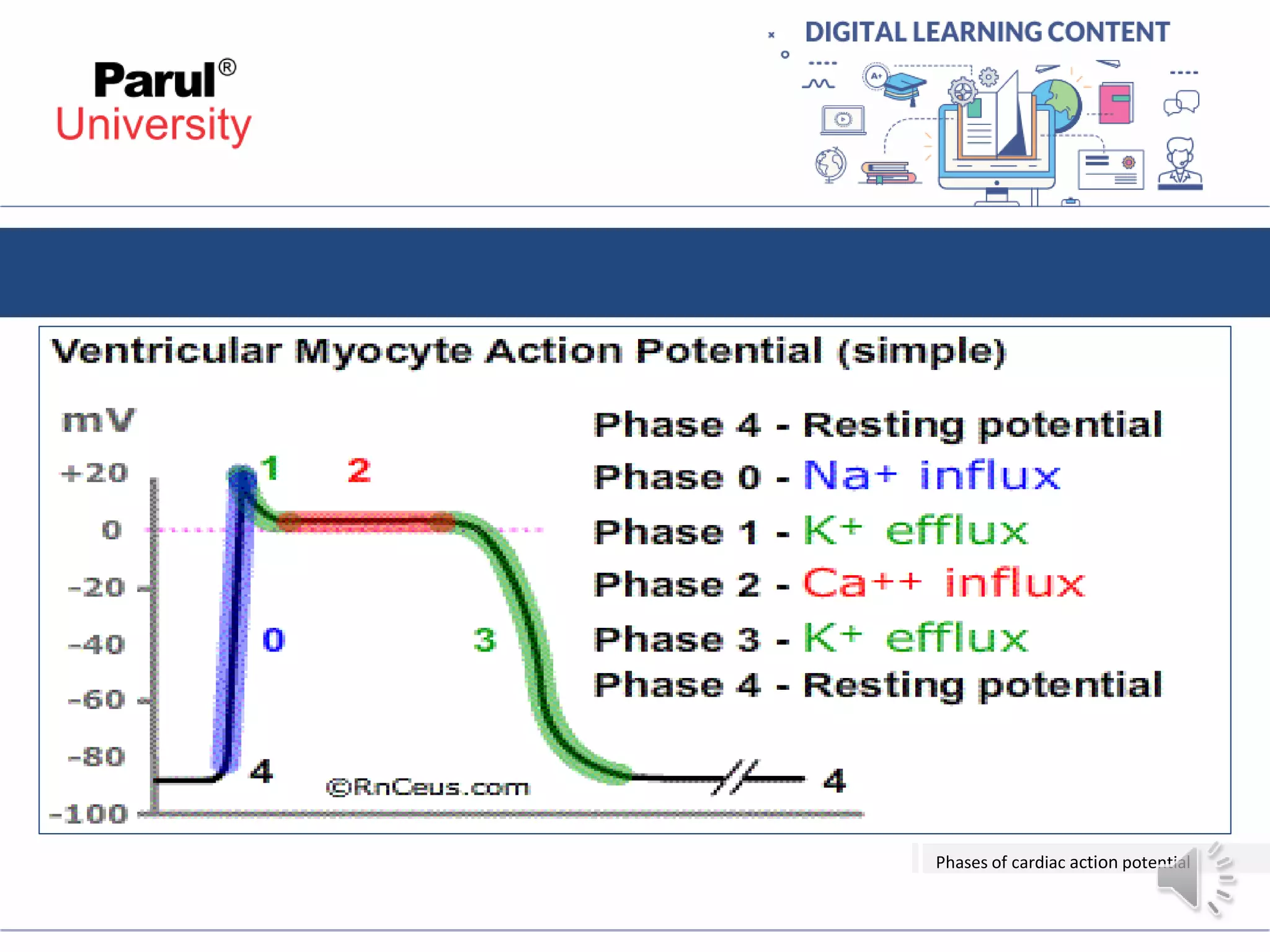 Cardiac action potential | PDF