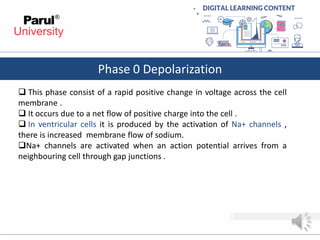 Cardiac action potential | PDF