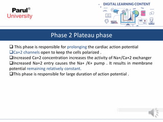 Cardiac action potential | PDF