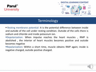 Cardiac action potential | PDF