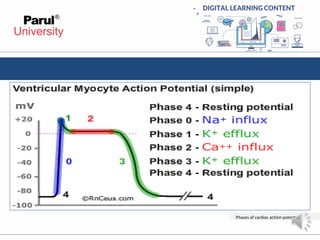 Cardiac action potential | PDF