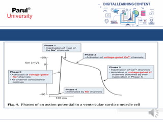 Cardiac Action Potential Steps