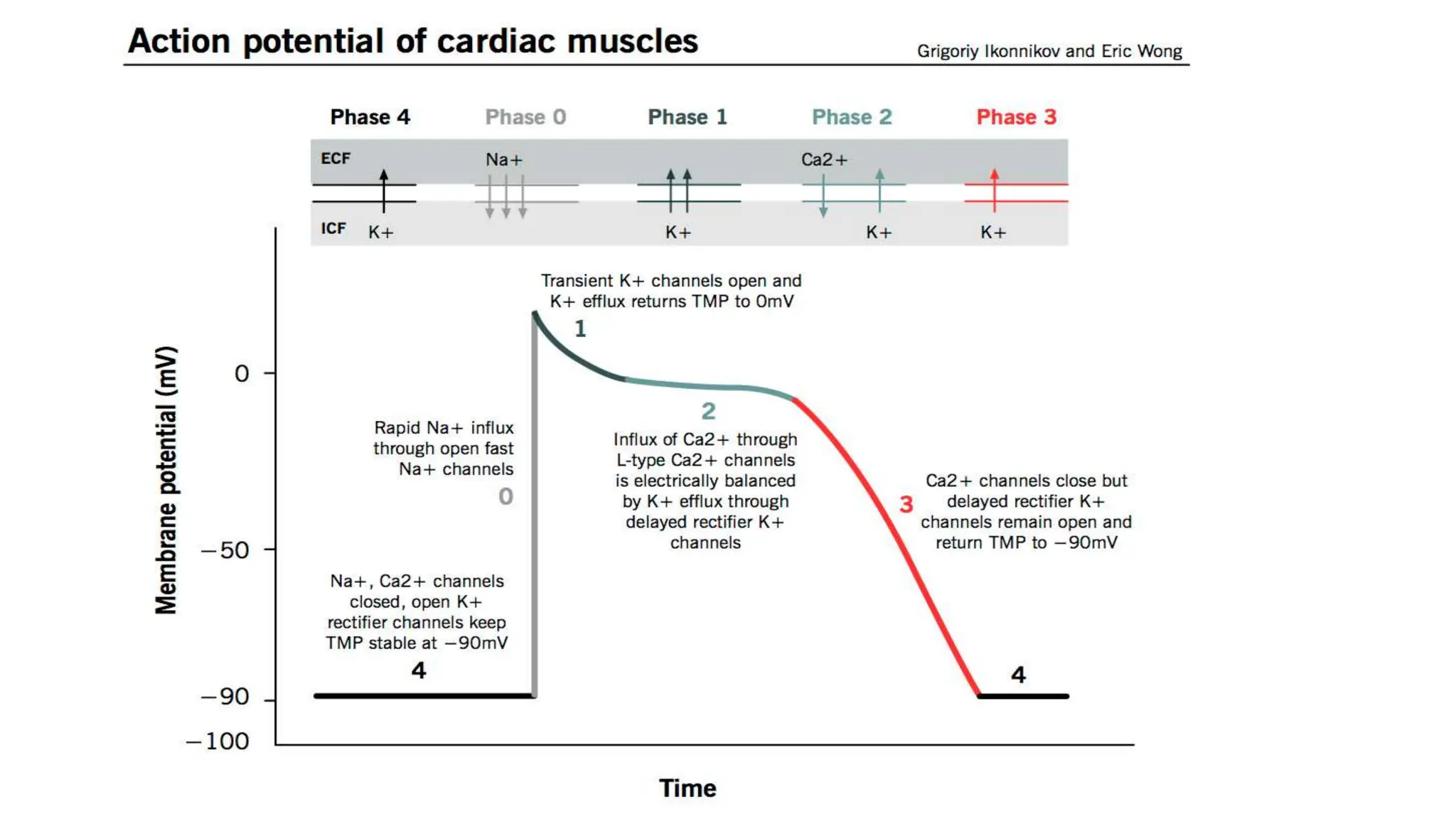 Cardiac action potential. Dr. surafel ACCPM AR1 | PPT