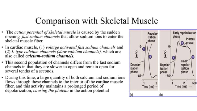 Cardiac action potential. Dr. surafel ACCPM AR1 | PPT