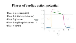 Cardiac action potential. Dr. surafel ACCPM AR1 | PPT