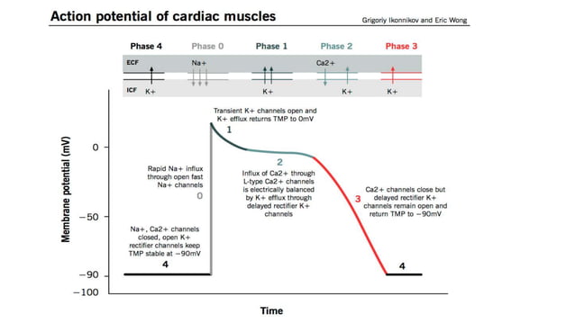Cardiac action potential. Dr. surafel ACCPM AR1 | PPT