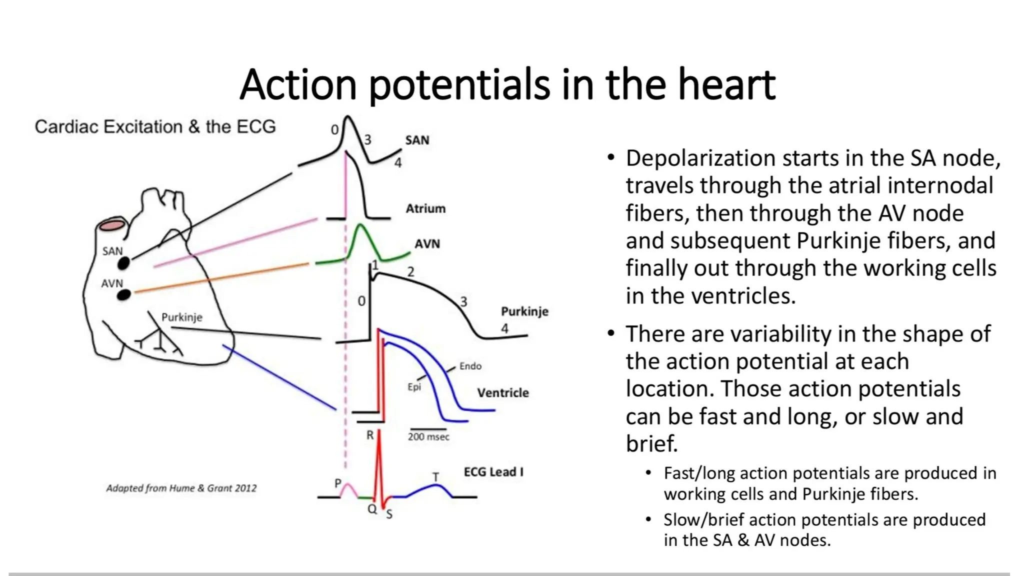 CARDIAC ACTION POTENTIAL (1).ppppppppptx | PPT