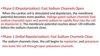 CARDIAC ACTION POTENTIAL (1).ppppppppptx | PPT