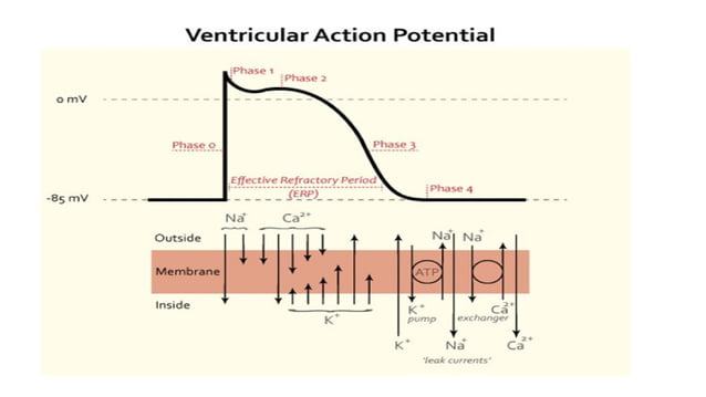 CARDIAC ACTION POTENTIAL (1).ppppppppptx | PPT