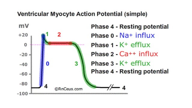 CARDIAC ACTION POTENTIAL (1).ppppppppptx | PPT