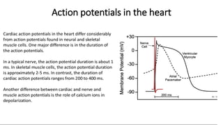 CARDIAC ACTION POTENTIAL (1).ppppppppptx | PPT