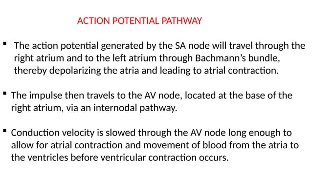CARDIAC ACTION POTENTIAL (1).ppppppppptx | PPT