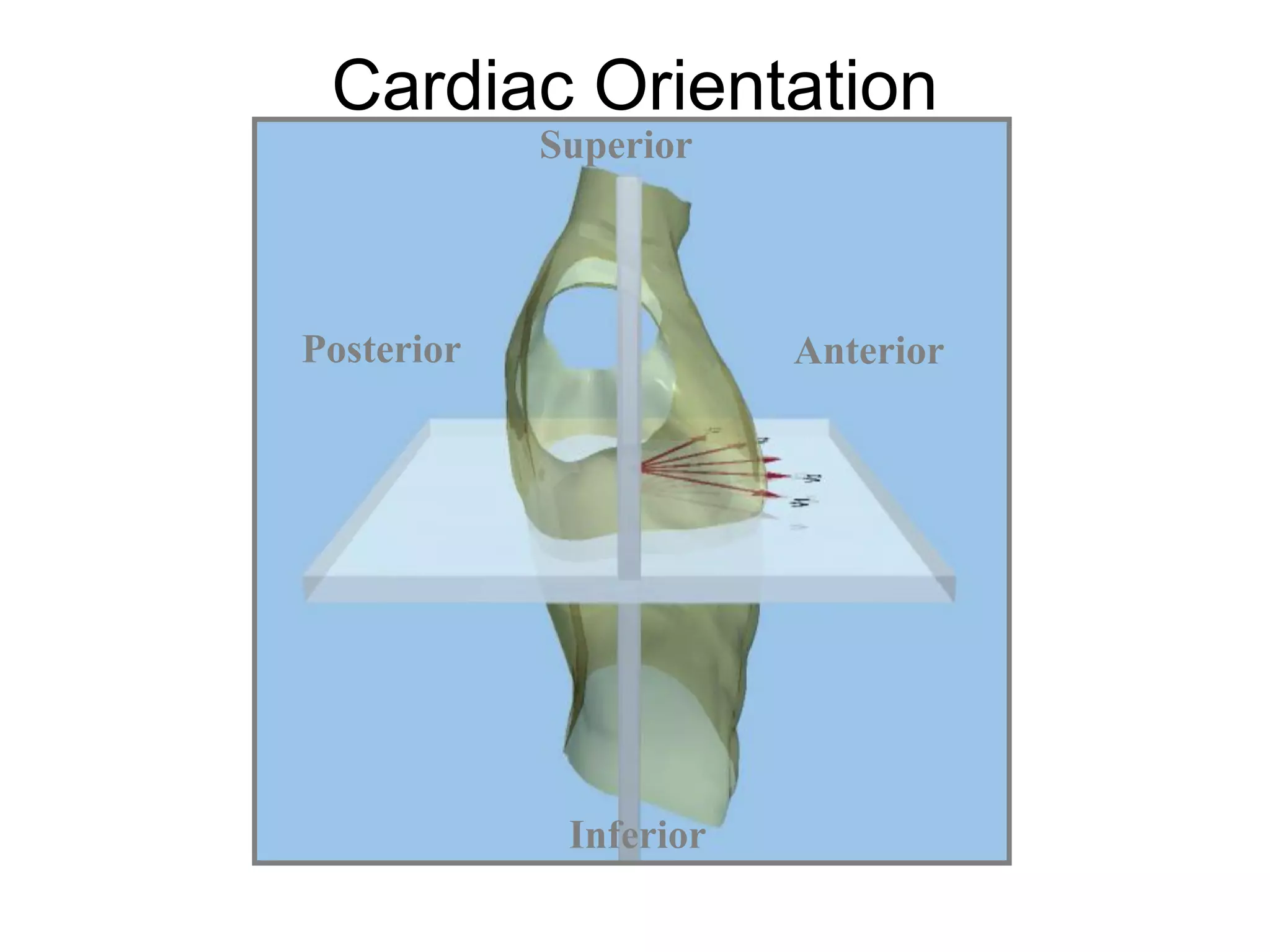 Cardiac Anatomy_20120916_南區 | PPT