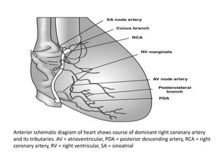 Cardiac anatomy and physiology | PPTX