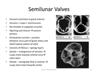 Cardiac anatomy | PPT