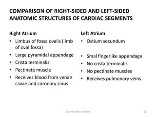 Cardiac anatomy | PPT