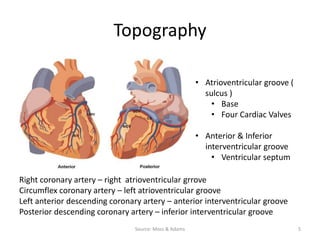 Cardiac anatomy | PPT