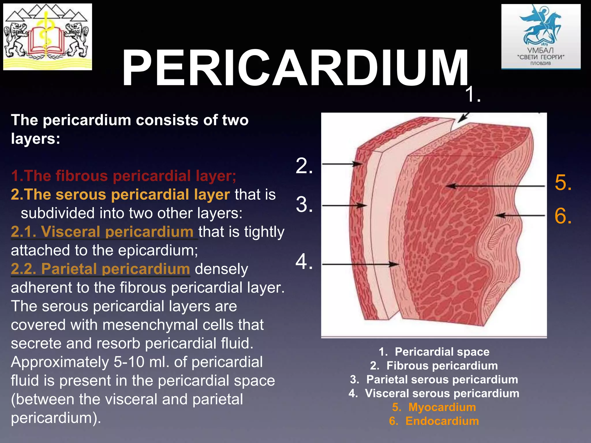 Cardiac anatomy | PPTX