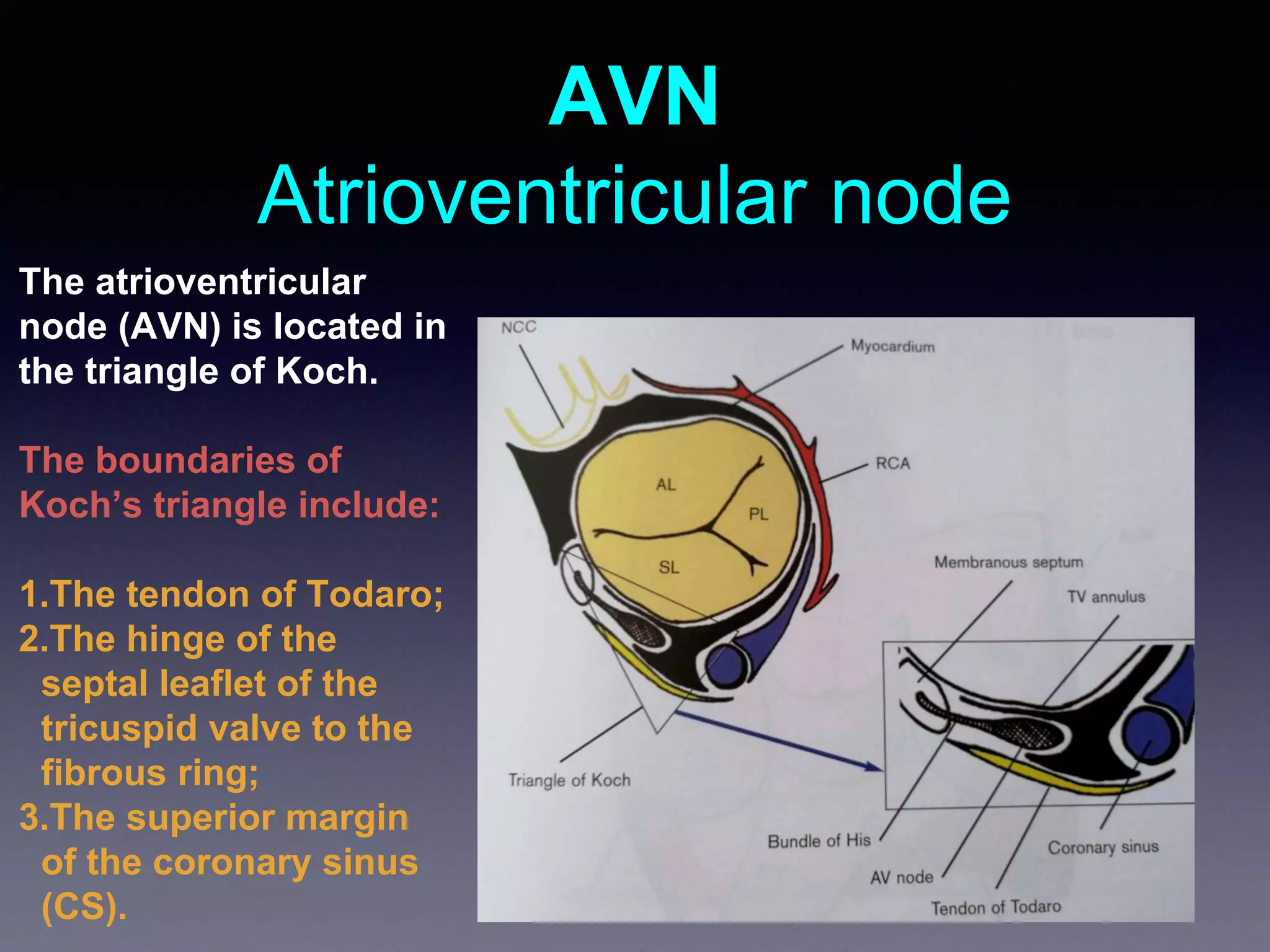 Cardiac anatomy | PPTX