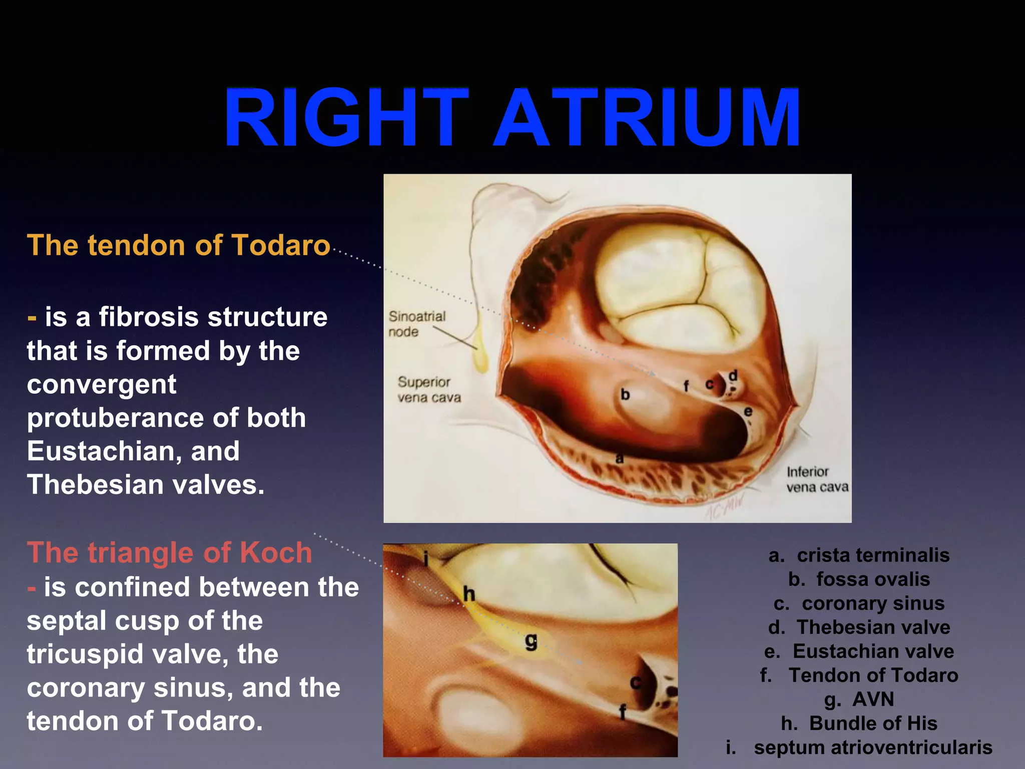 Cardiac anatomy | PPTX