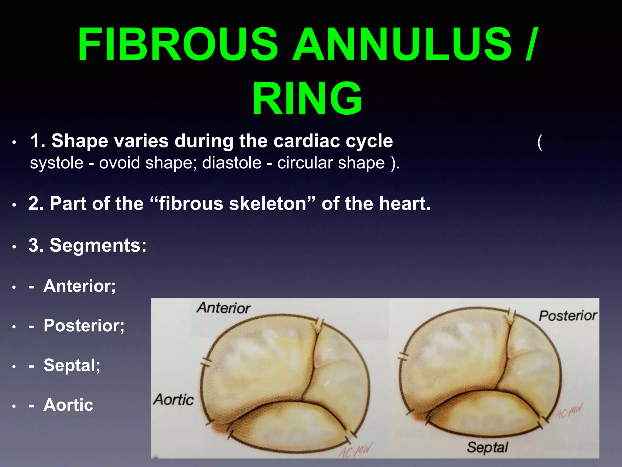 Cardiac anatomy | PPTX
