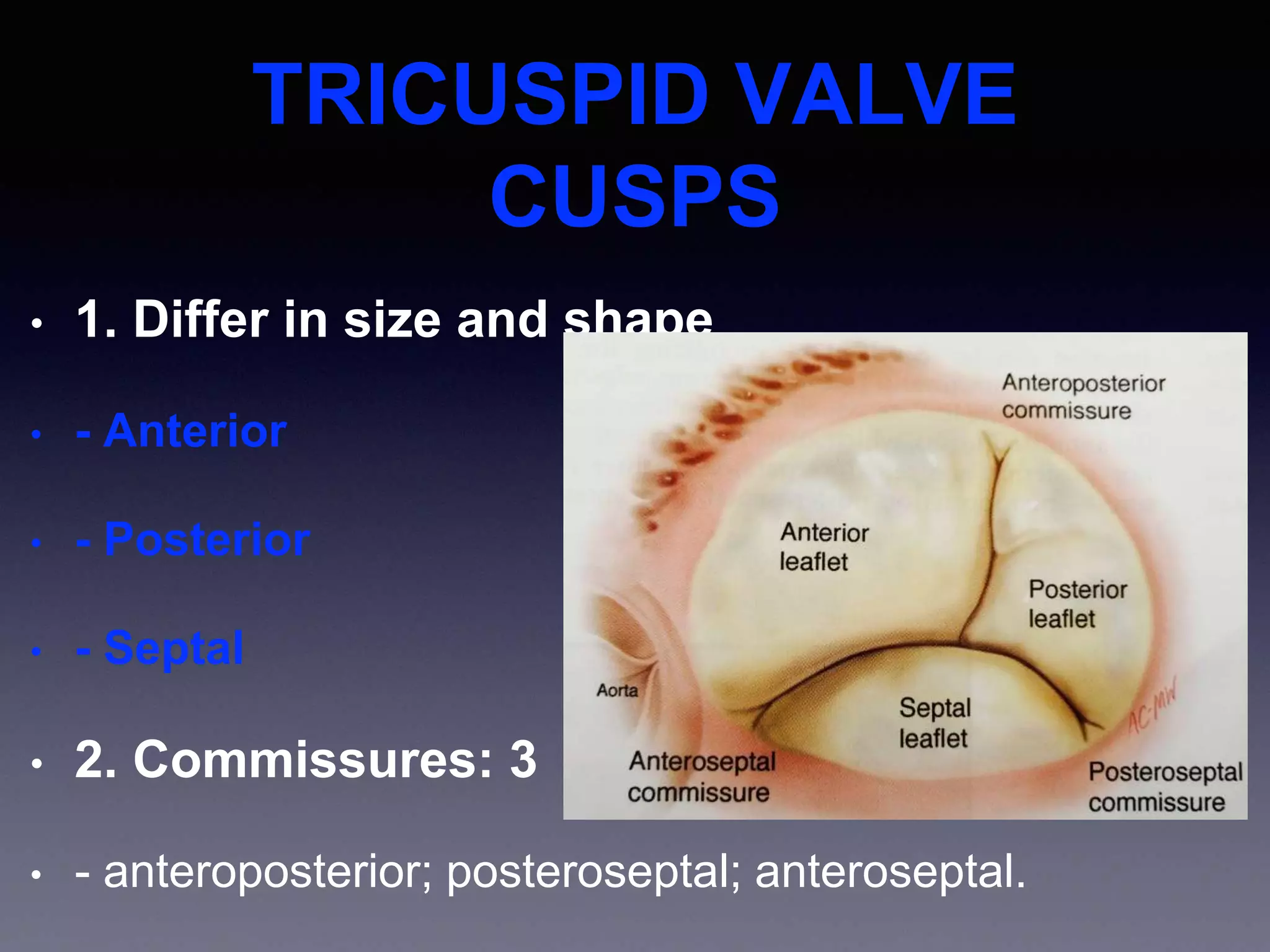 Cardiac anatomy | PPTX