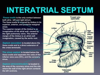 Cardiac anatomy | PPTX