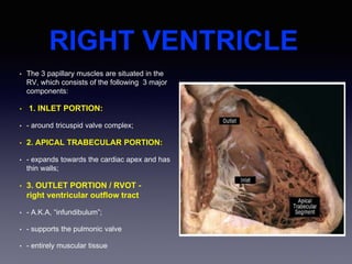 Cardiac anatomy | PPTX