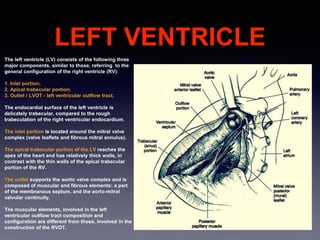 Cardiac anatomy | PPTX