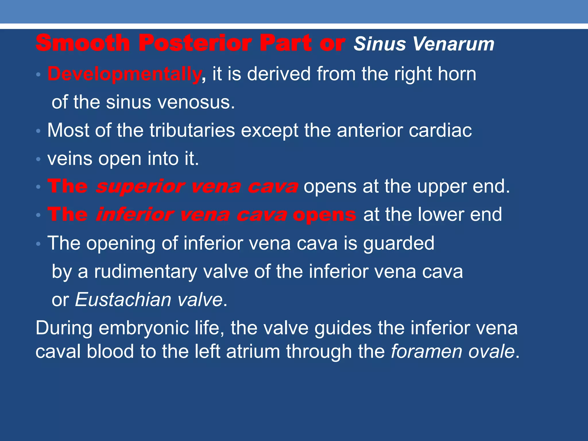 cardiac anatomy for students | PPTX