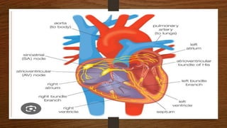 CARDIAC ANATOMY for Medical students and beginners | PPTX
